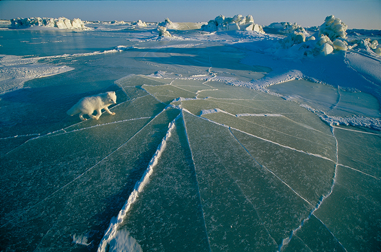 Galerie STP Greifswald: Norbert Rosing – Von der Arktis an die Ostsee ...
